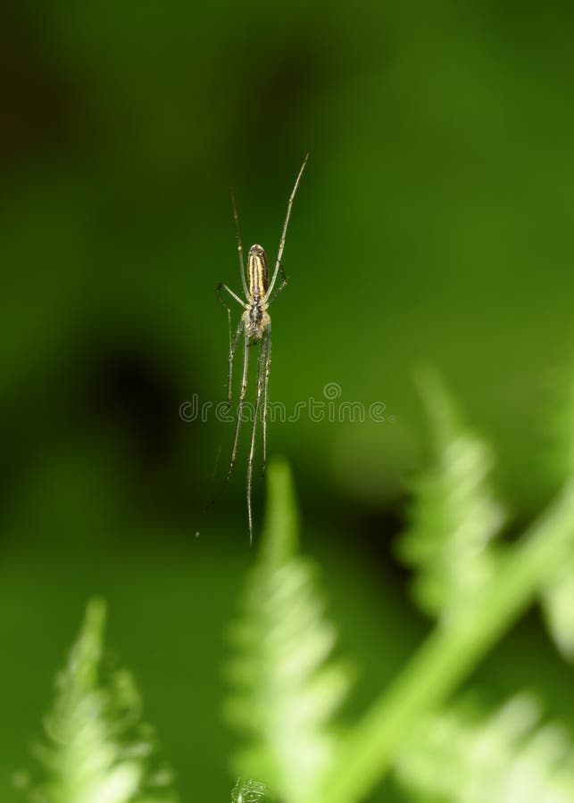 A Spider with Very Long Legs Sprawled on a Vertical Strand of Web Stock ...