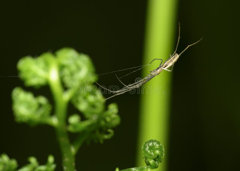 A Spider with Very Long Legs Sprawled on a Vertical Strand of Web Stock ...