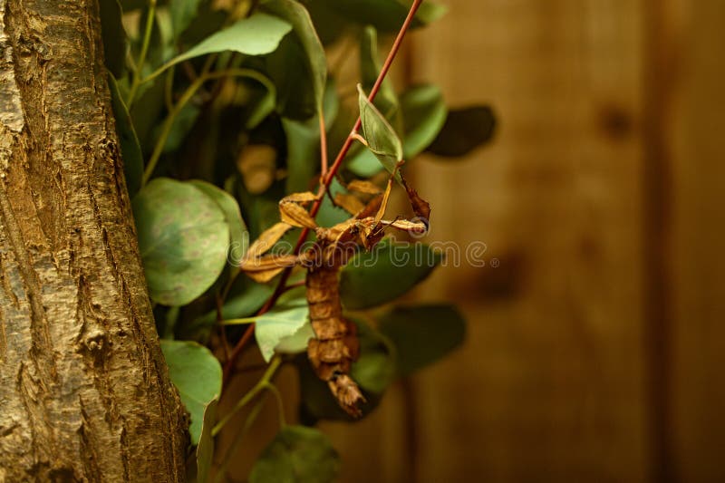 View of Spiny Leaf Insect at the Toronto Zoo Stock Photo - Image of ...