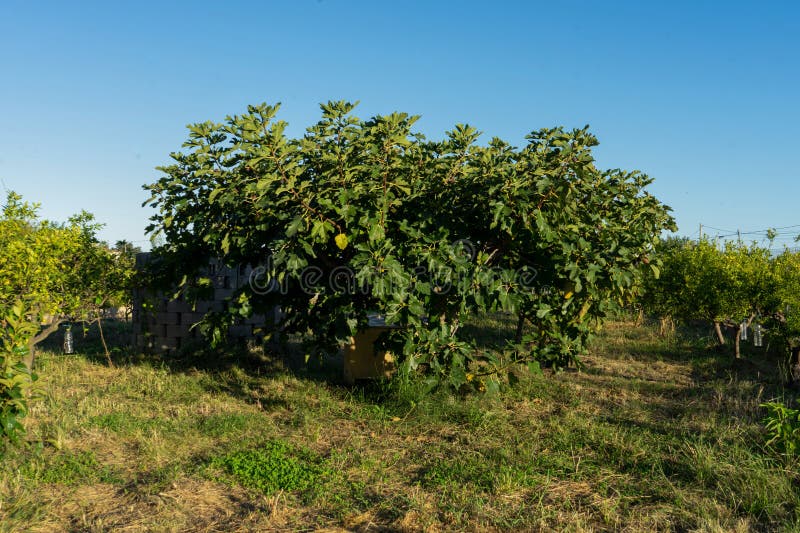 View of a Splendid Fig Tree in a Crop Field on a Nice Sunny Day Stock ...