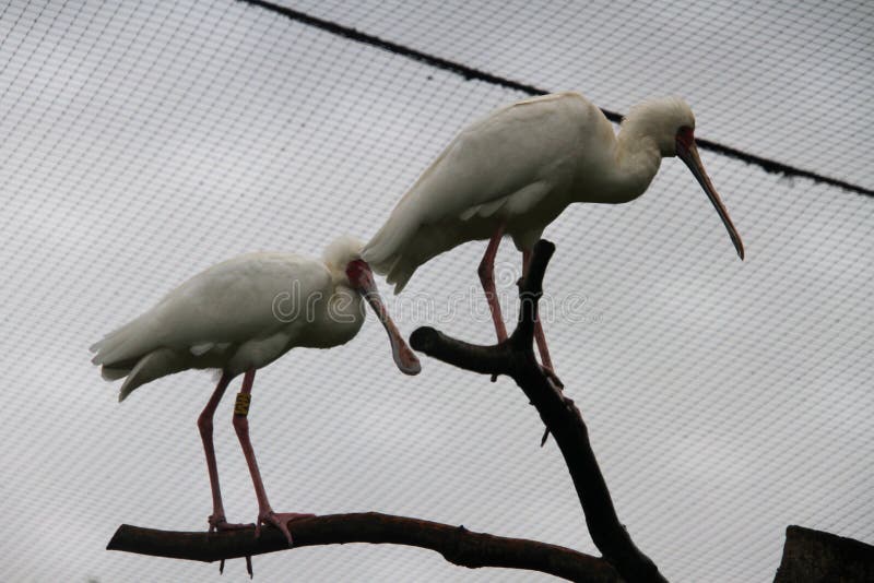 A view of a Spoonbill stock image. Image of coot, female - 198369893