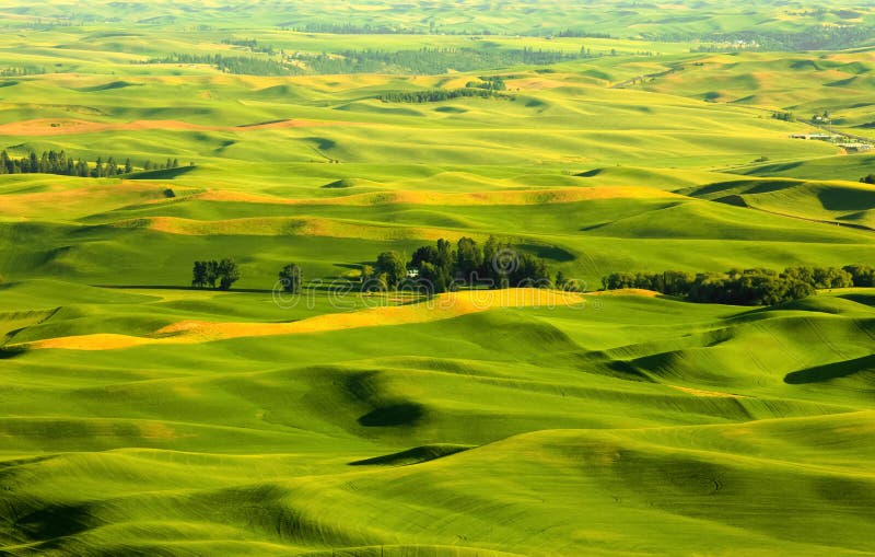 View of Sprawling Wheat Fields from Steptoe Butte in Palouse ...