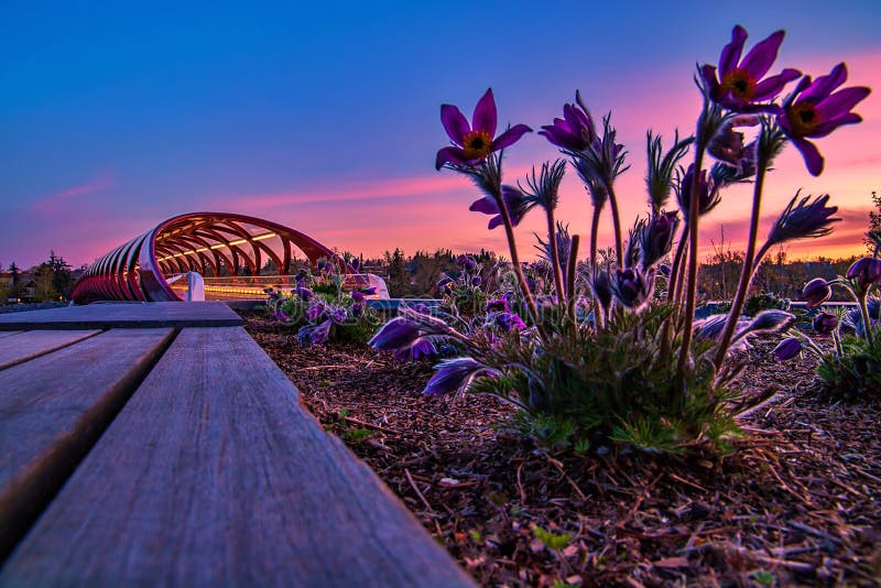 Spring Flowers by the Peace Bridge Editorial Stock Photo - Image of ...