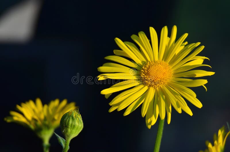 View of Spring Flowers, South Bohemia Stock Photo - Image of floral ...