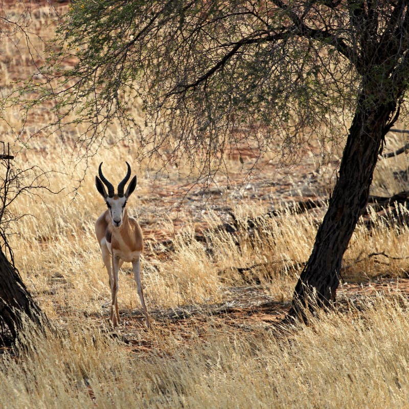 View of a Springbok Antelope Standing by the Tree in a Dry Field Stock ...
