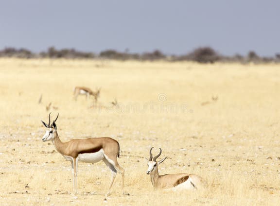 View of Springbok in a Park Stock Image - Image of gazelle, springbok ...