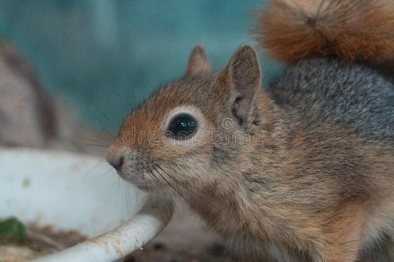 A View of a Squirrel in a Cage. Beautiful Eyes of a Squirrel Stock ...