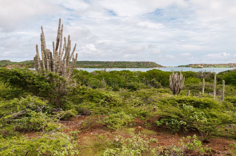 View of the St. Joris Bay in Curacao Stock Image - Image of cactaceae ...
