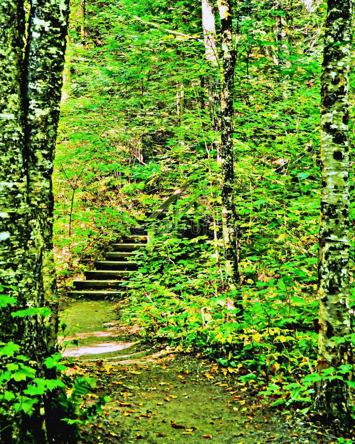 Going Up the Stairs on the Forest Trail Stock Image - Image of walk ...