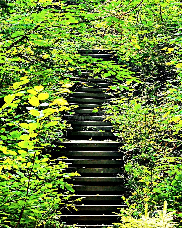 Going Up the Stairs on the Forest Trail Stock Image - Image of outdoors ...