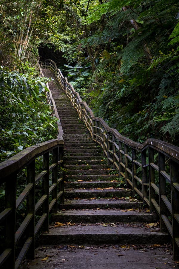 View of Stairs in a Tropical Forest Stock Image - Image of road, path ...