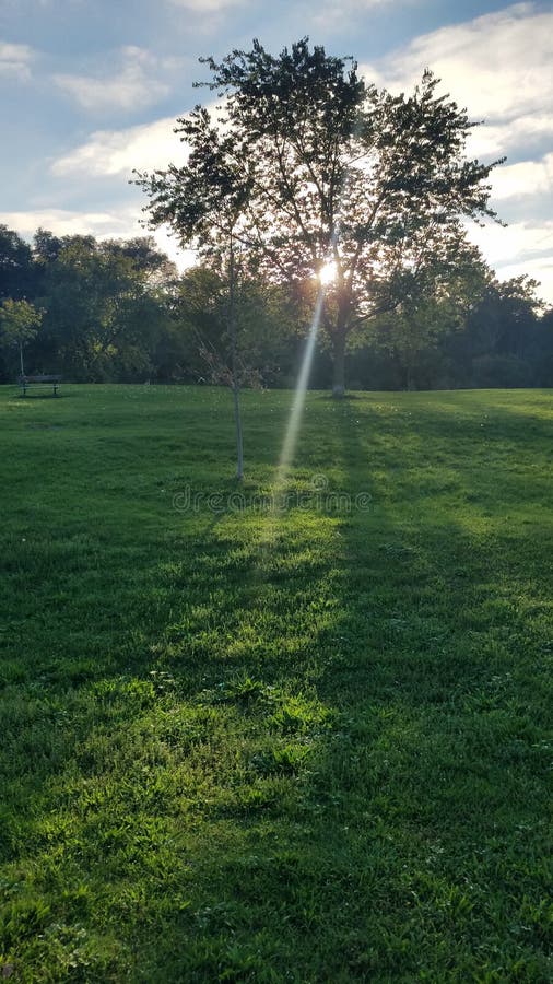 Tree in a Park in in Summer Stock Photo - Image of scenery, ecology ...