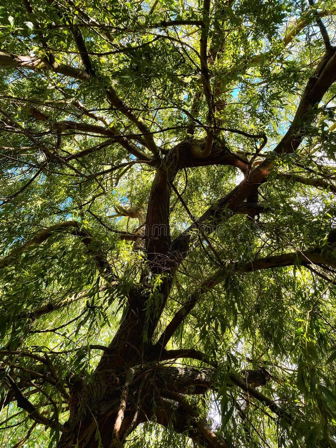 Inside a willow tree stock photo. Image of surrey, branches - 251773120