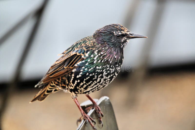 A view of a Starling stock image. Image of view, natural - 159904151
