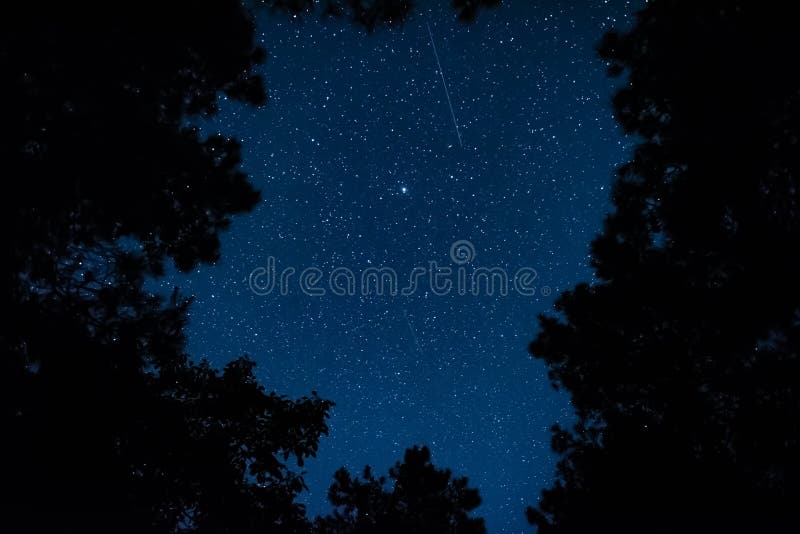 View of the Starry Sky in the Forest Stock Image - Image of galaxy ...
