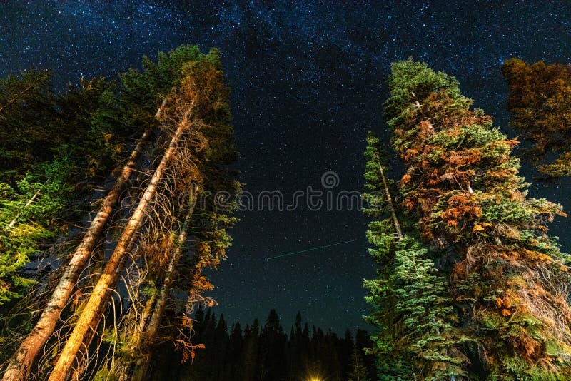 A View of the Stars with Pine Trees Forest in the Foreground. Night ...