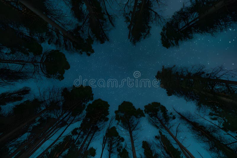 View of Stars through Tree Branches in a Forest at Night Stock ...