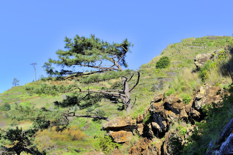 3+ Pine windswept Free Stock Photos - StockFreeImages