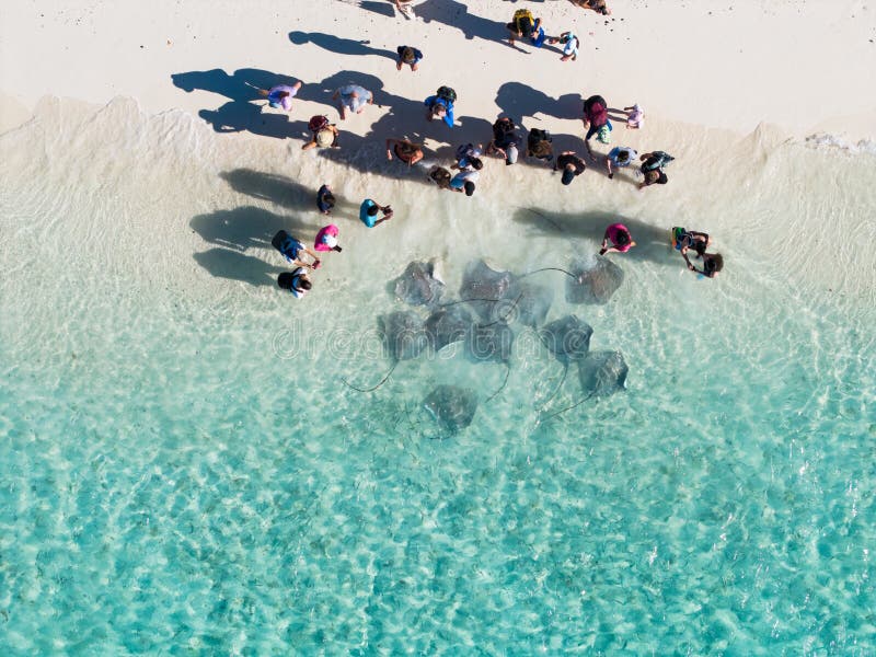 View of Stingrays on the Beach in Fulidhoo Island, Maldives Editorial ...