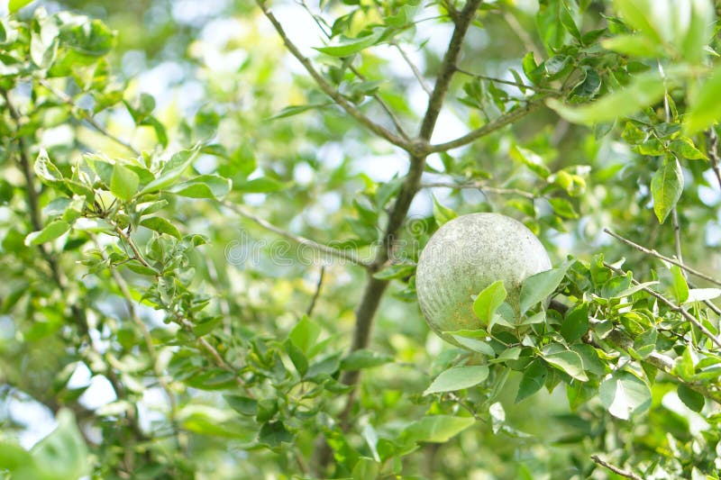 View of a Stone Apple (Aegle Marmelos) on a Tree Stock Photo - Image of ...