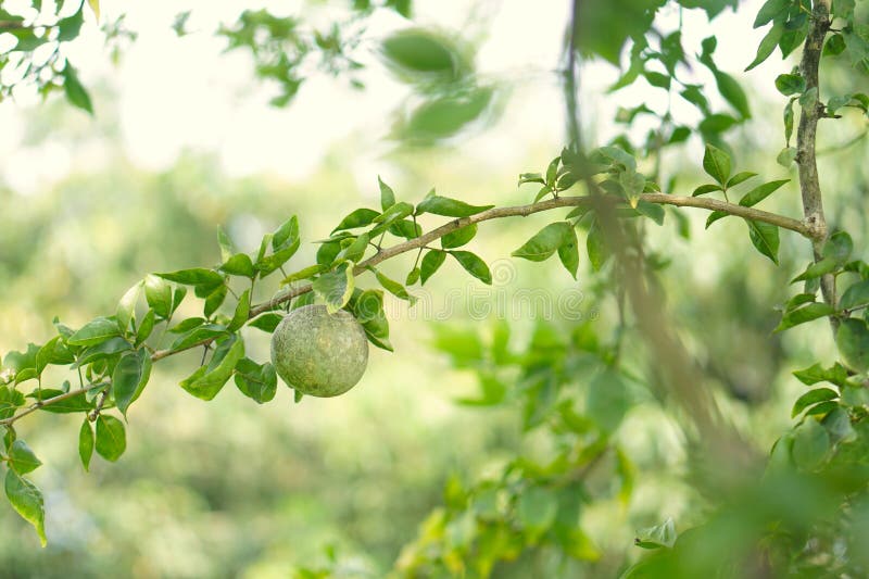 View of a Stone Apple (Aegle Marmelos) on a Tree Stock Image - Image of ...