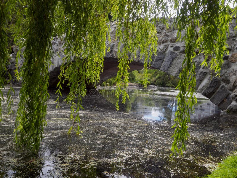 Drooping Tree stock photo. Image of trees, branch, leaf - 33090104