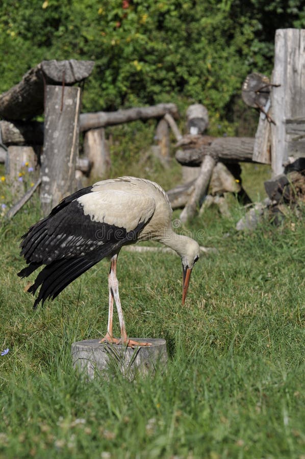 Stork on a Log, Looking Down Stock Image - Image of looking, friendly ...