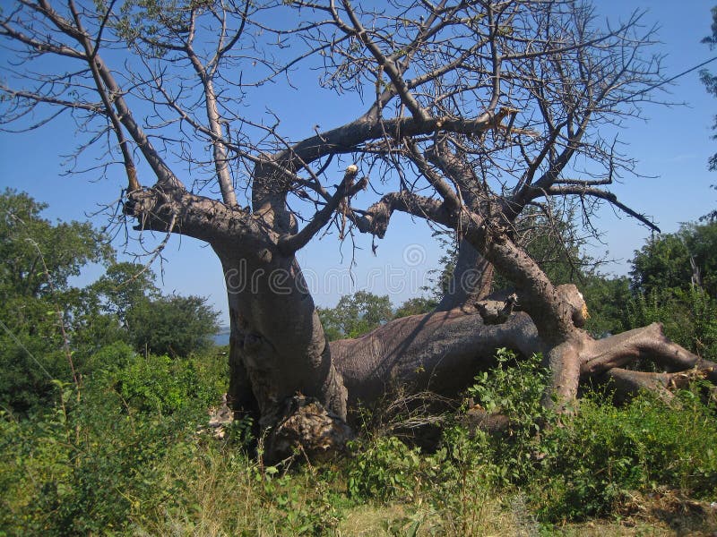 Strange Trunk Formation on a Tree Stock Photo - Image of scenic, thick ...