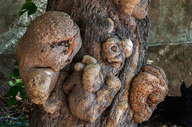 View of a Strange Tree in the Park in Switzerland Stock Image - Image ...