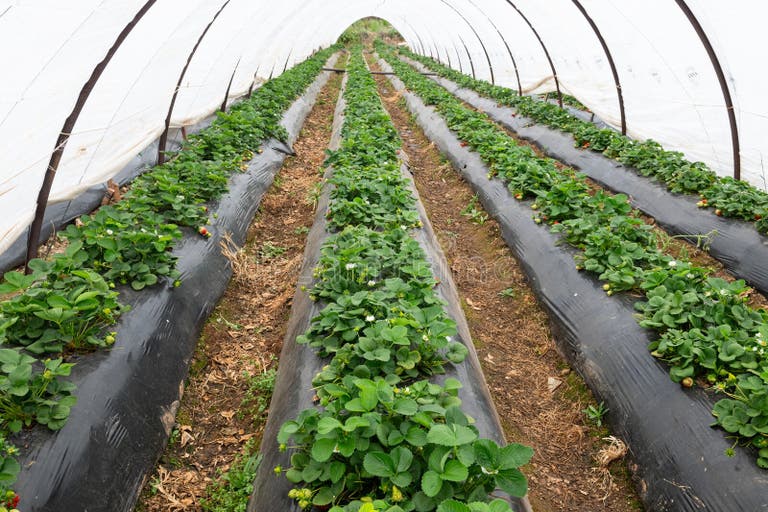 View of a Strawberry Garden Covered with Plastic Wrap Stock Photo ...