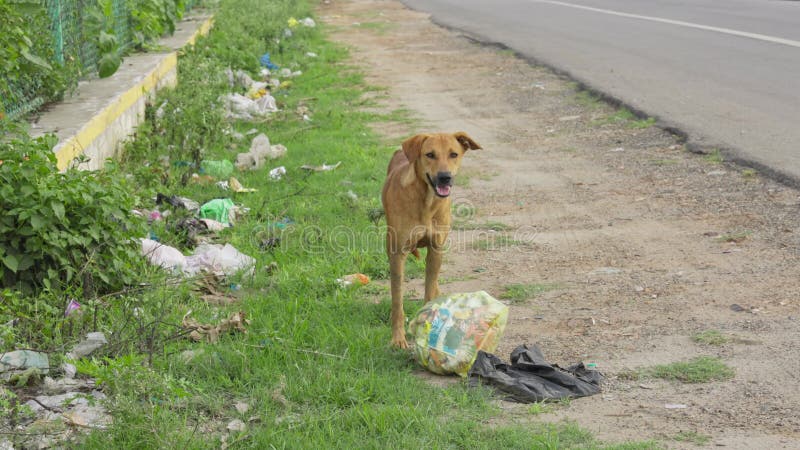 A View of a Stray Dog Standing beside the Garbage Bag at the Roadside ...