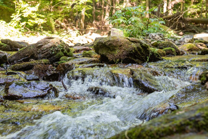 Stream in a Dense Forest on a Summer Day Stock Photo - Image of summer ...