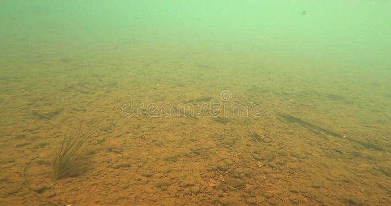 A View of Stream of Polluted Water Stock Footage - Video of greenish ...