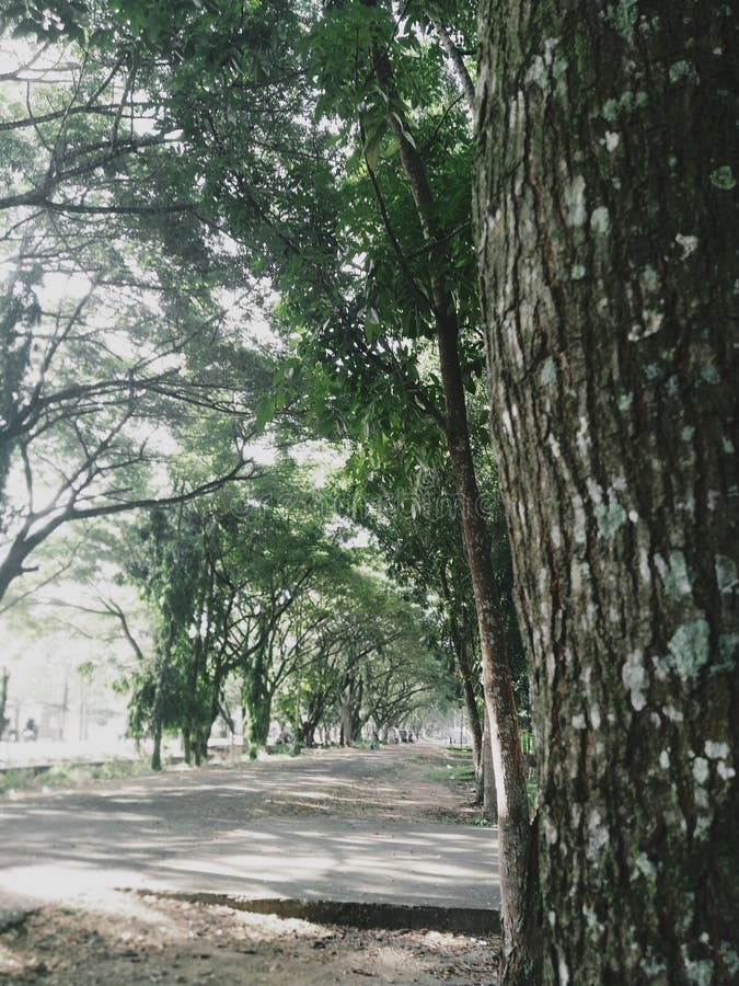 View of street with trees stock image. Image of grove - 254100539