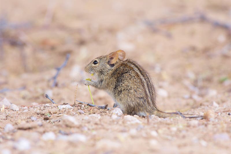 African Pygmy Mouse