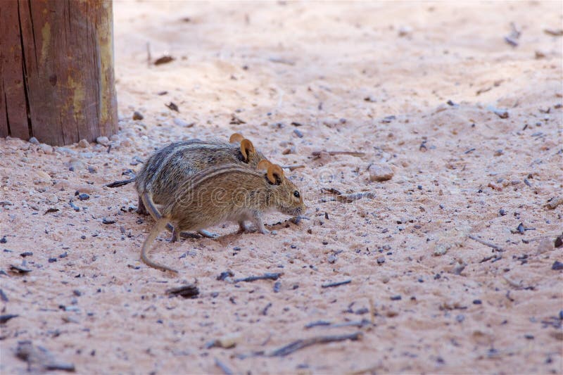 Striped Field Mouse stock image. Image of african, sand - 108774921