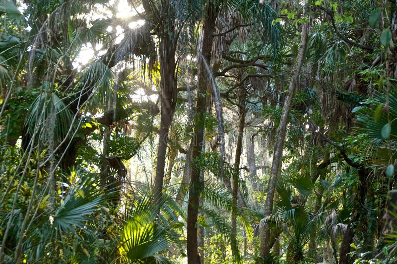 View of Sub Tropical Forest Stock Image - Image of tropical, palm: 38251119