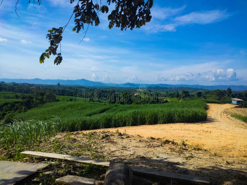 Sugarcane landscape stock photo. Image of plateau, plain - 252860906