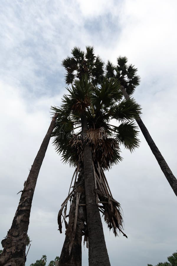 View of the Sugar Palm Tree Stock Photo - Image of palm, paddy: 127578182