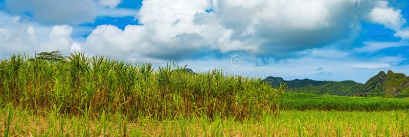 Sugarcane stock photo. Image of environment, growth, scenics - 15076932