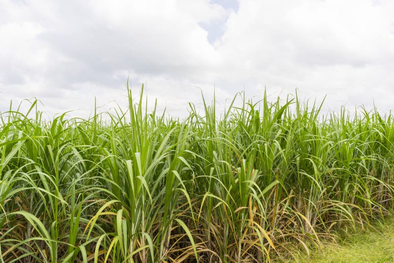 View of Sugarcane Plantation Stock Image - Image of fuel, green: 150300223