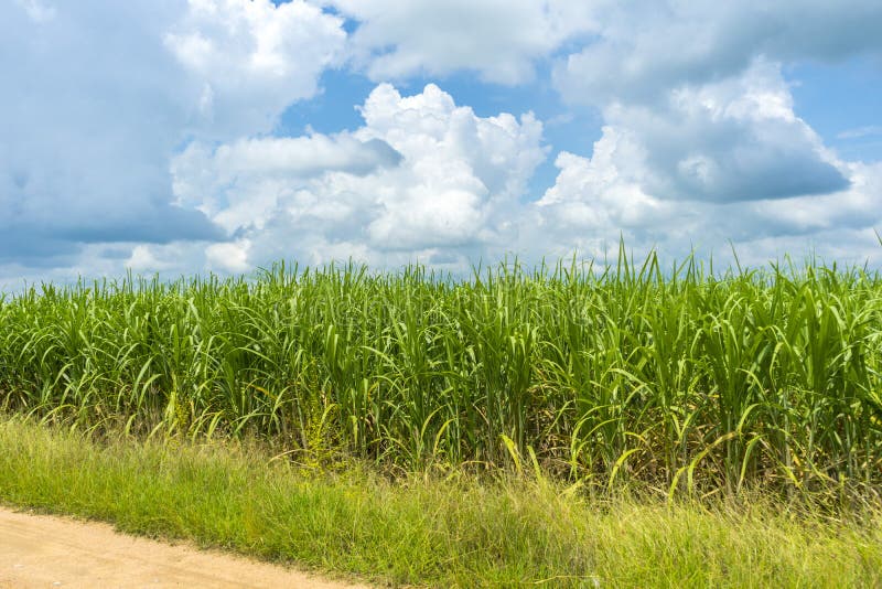 View of Sugarcane Plantation Stock Image - Image of calm, foliage ...