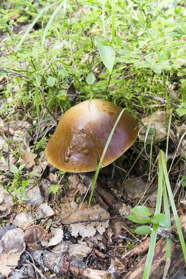 View of Suillus Mushroom in the Wood Stock Image - Image of small ...