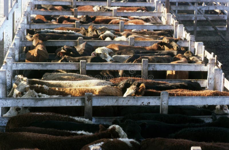View of a Summer Cattle Pen with a Large Herd of Cows Stock Image ...