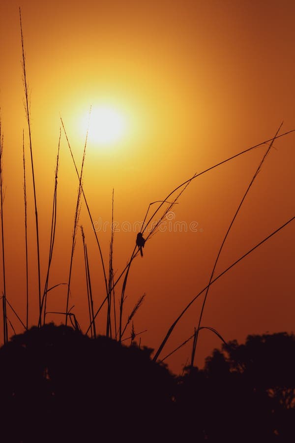 View of the Sun Rising Behind the Grass Weed in the Fields Stock Photo ...