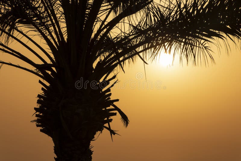 View on Sun Rising Behind Palm Tree Stock Image - Image of scenery ...