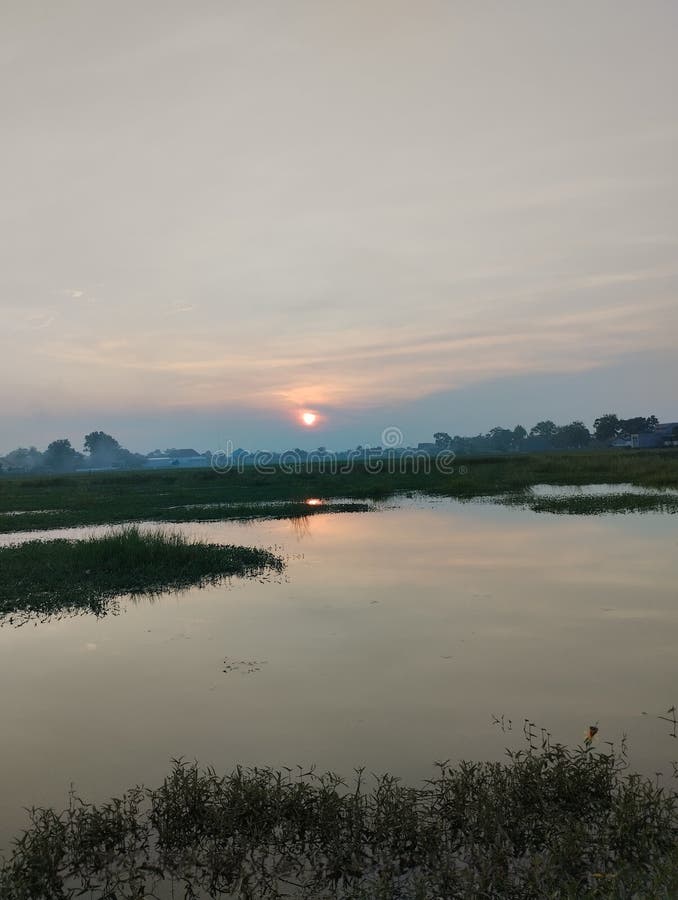 View of the Sun Setting on Rice Fields Submerged in Water? Stock Image ...