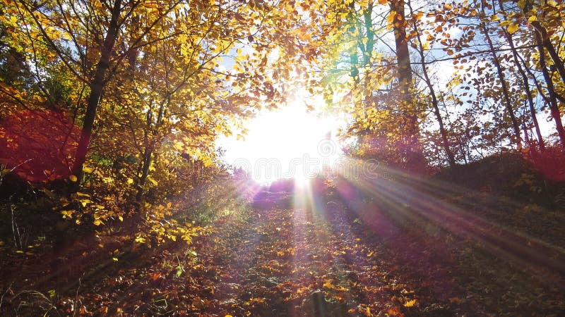 View at Sun Shining through Golden Yellow Trees during Fall Stock Photo ...