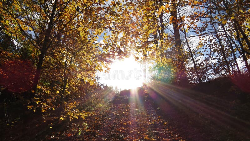 View at Sun Shining through Golden Yellow Trees during Fall Stock Photo ...
