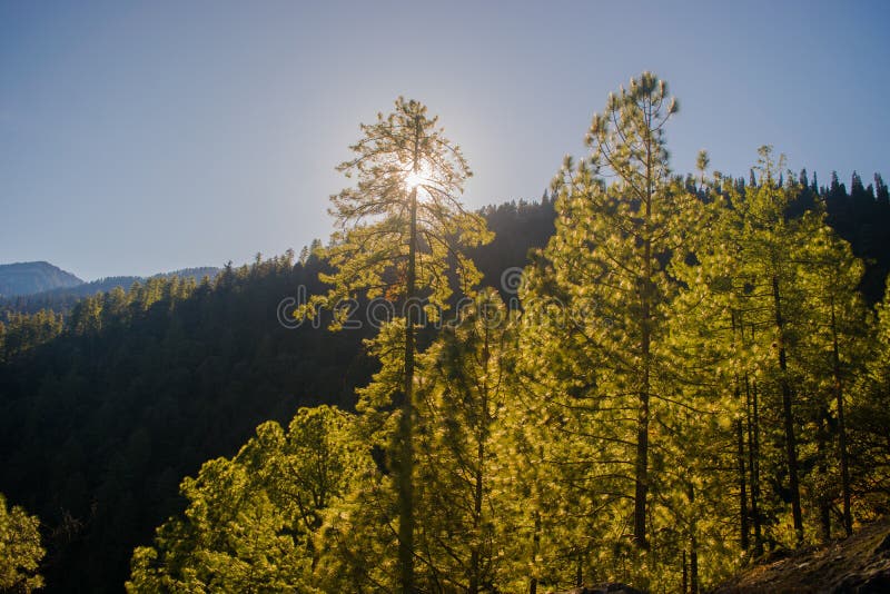 A View of Sun through the Trees Stock Image - Image of fresh, landscape ...
